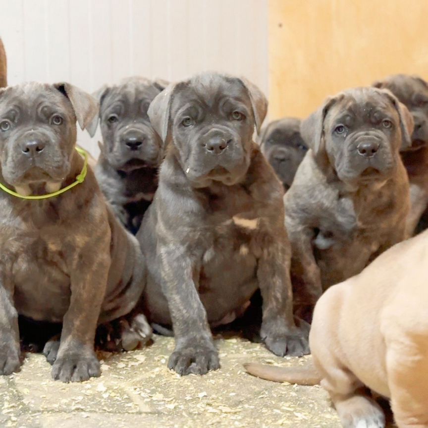 Кане корсо - две малышки