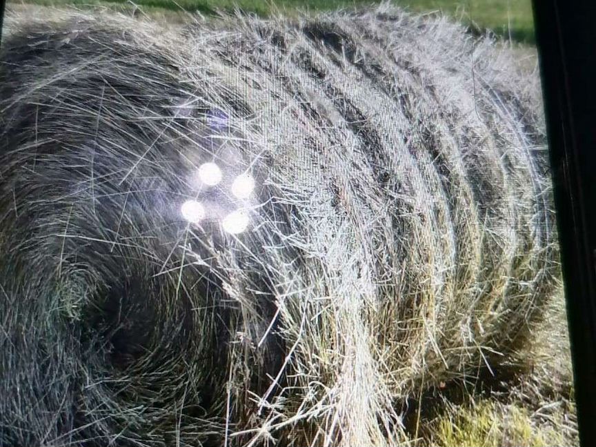 Продам сено в рулонах