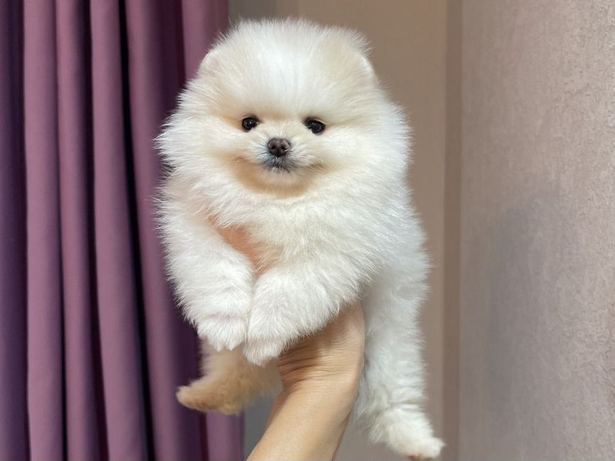 Померанский шпиц супер mini