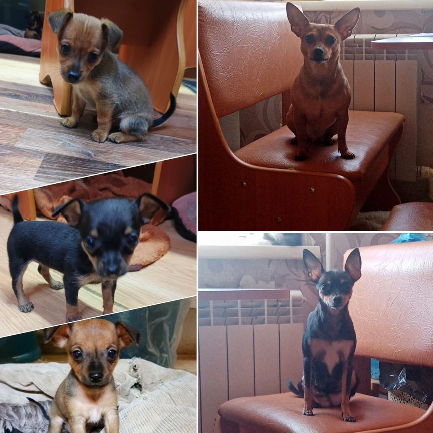 Щенок от частного владельца