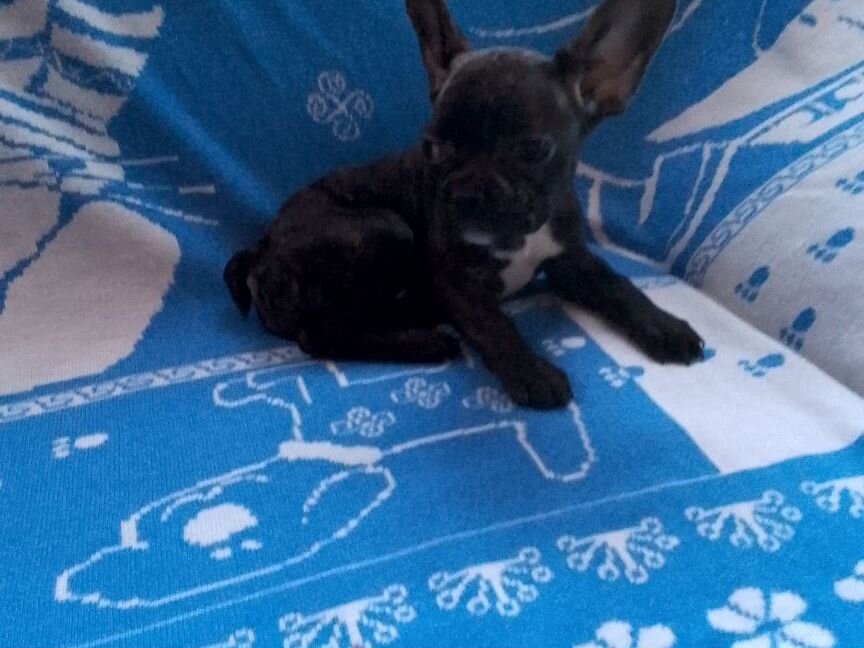 В заботливые руки