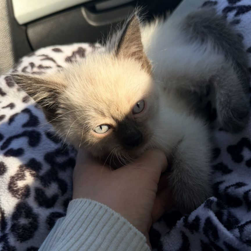 Котёнок в добрые руки