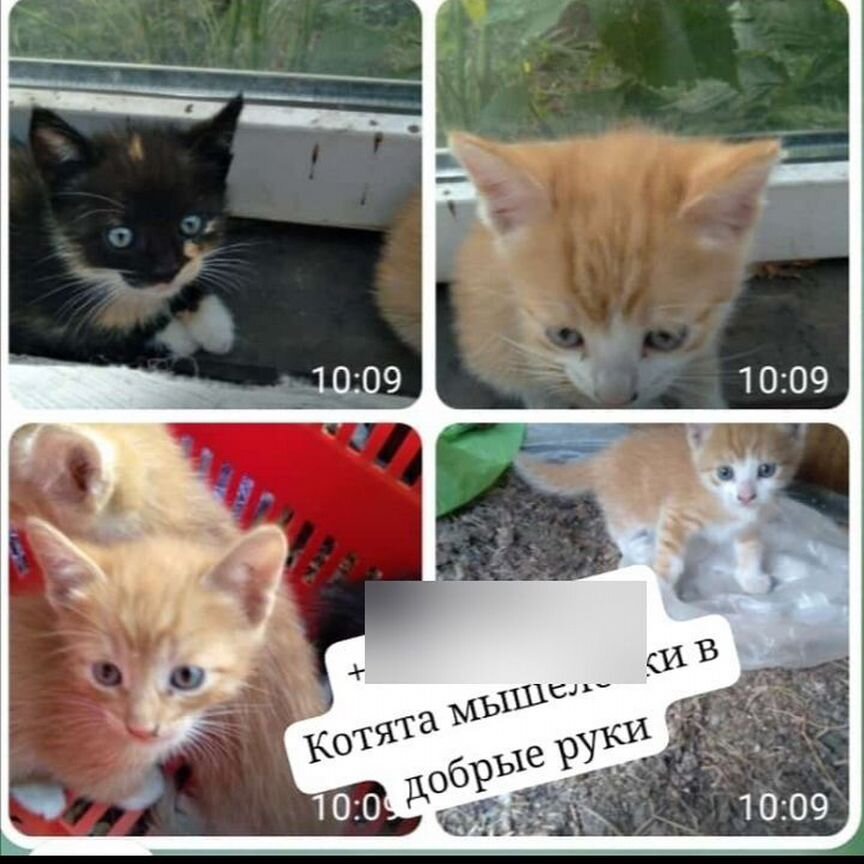 Котята в добрые руки