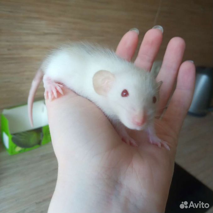 Декоративная крыса