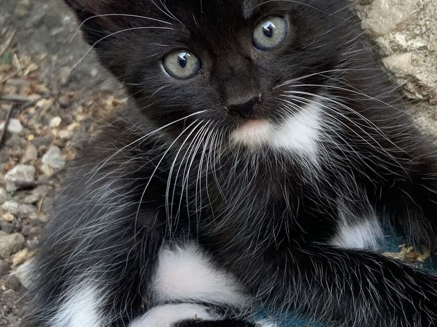 Котята Дворянской породы