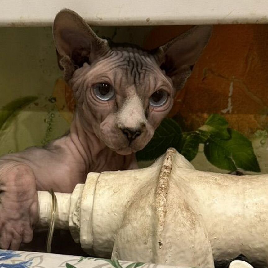 Канадский сфинкс, взрослый кот