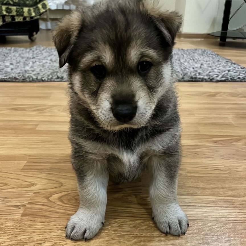 Щенок в добрые руки