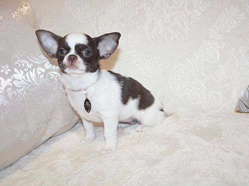 Блондинка в шоколаде