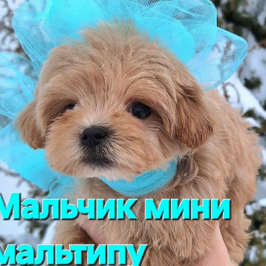 Мальтипу, щенок