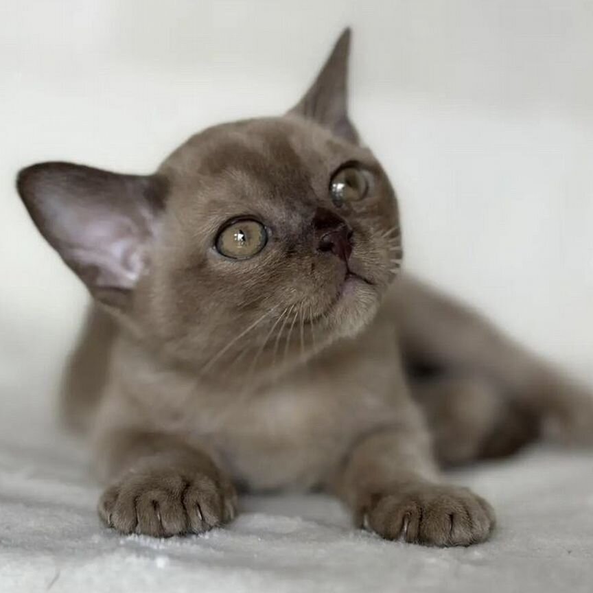 Европейский бурманский котёнок