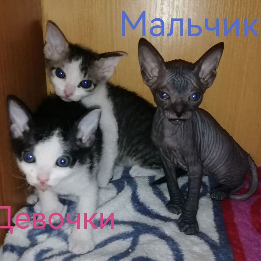Донской сфинкс котята Челябинск