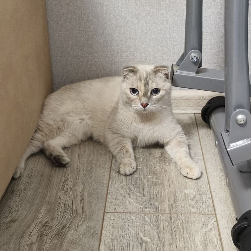 Кошечка в добрые руки бесплатно