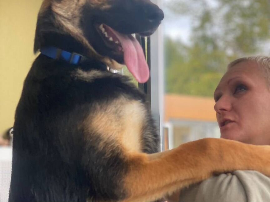 Микки, помесь овчарки