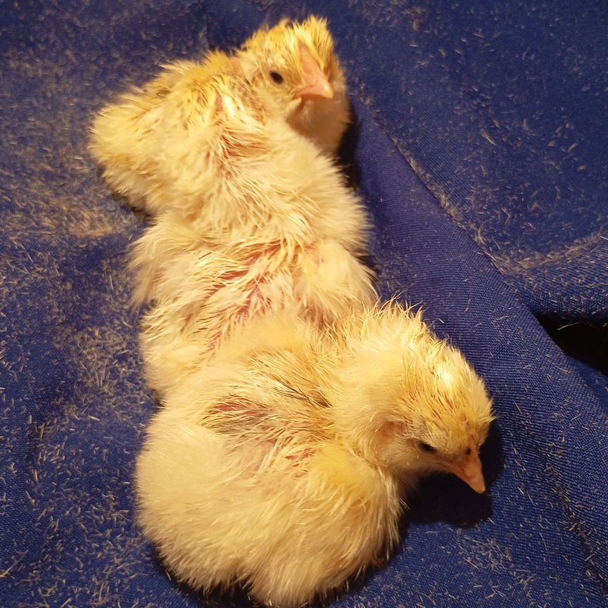 Яйцо несушек