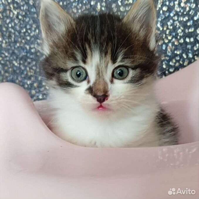 Мэнкс котенок