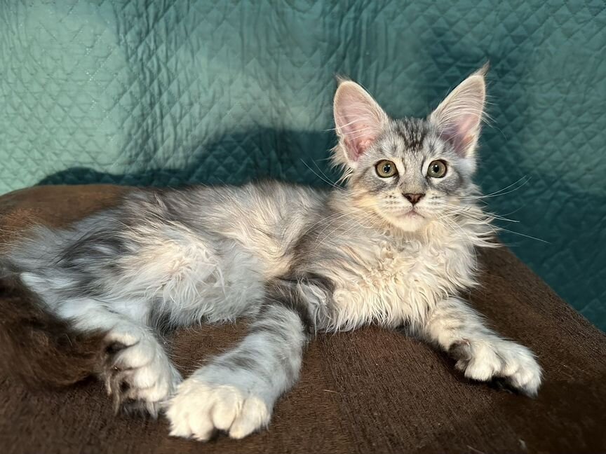 Мейн-кун мальчик полидакт 5566