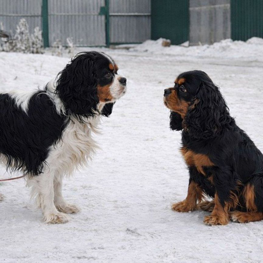 Кавалер кинг-чарльз-спаниель, щенок