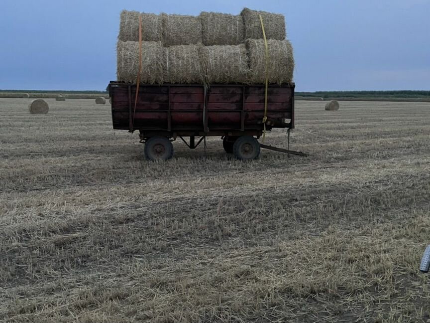 Солома ячменная