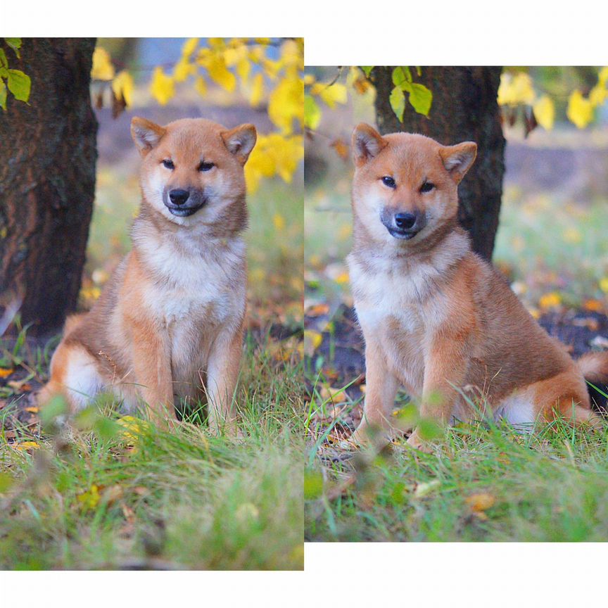 Малыш сиба из питомника