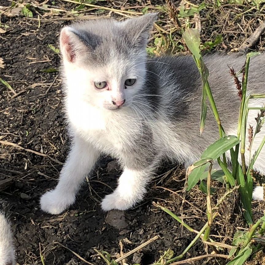 Отдам котят, 2 мес, девочки