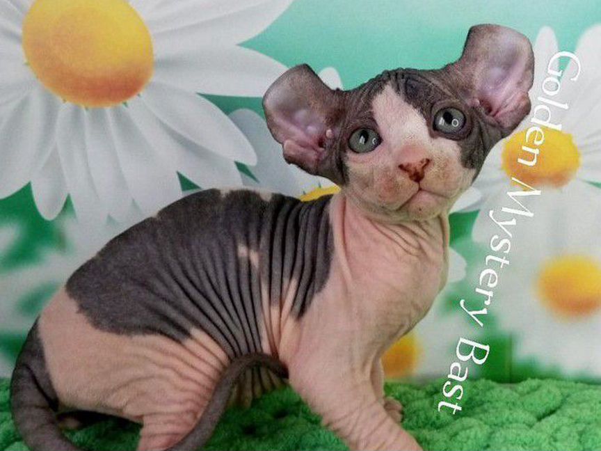 Эльф Сфинкс