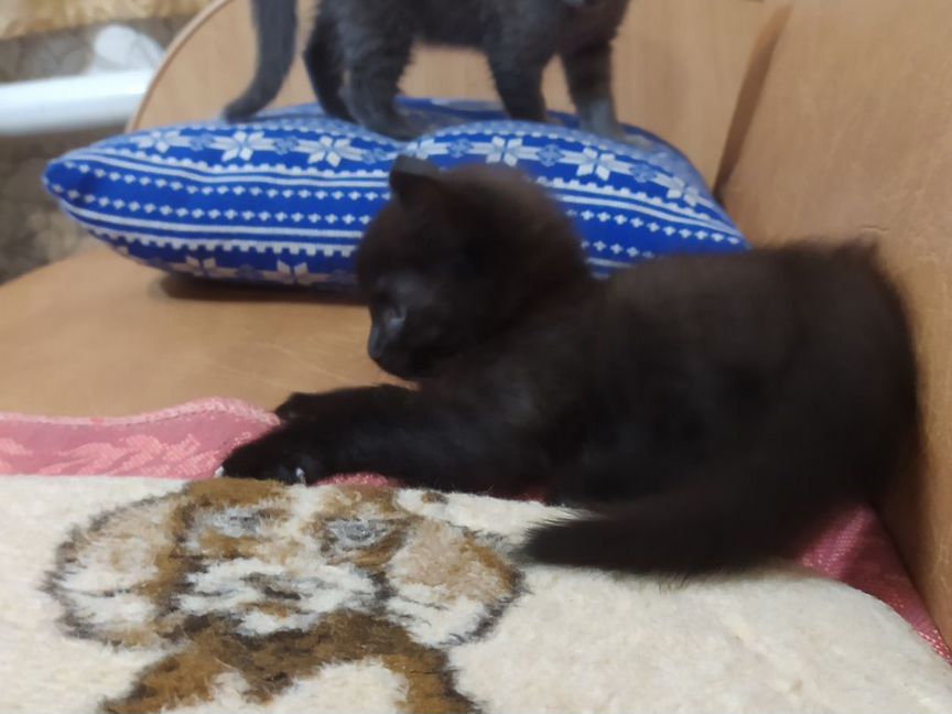 Ищем любящие и заботливые пучки