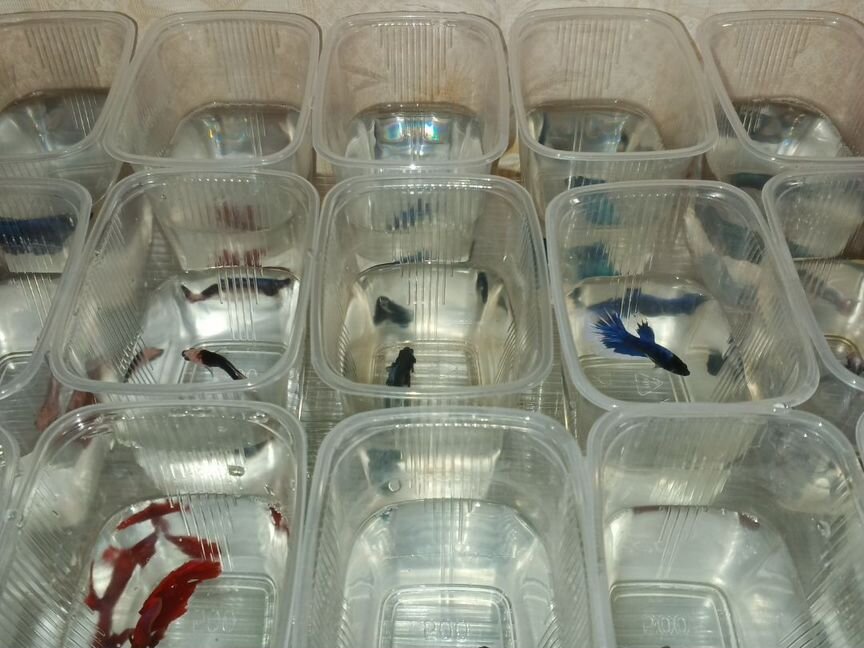 Рыба Петушок супердельта, красноухая черепаха