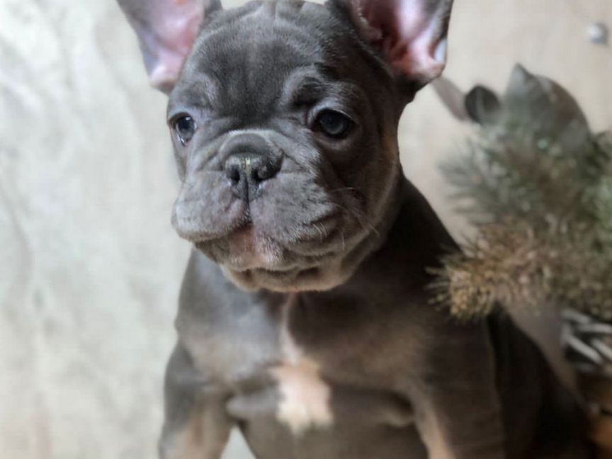 Французский бульдог шик щенки