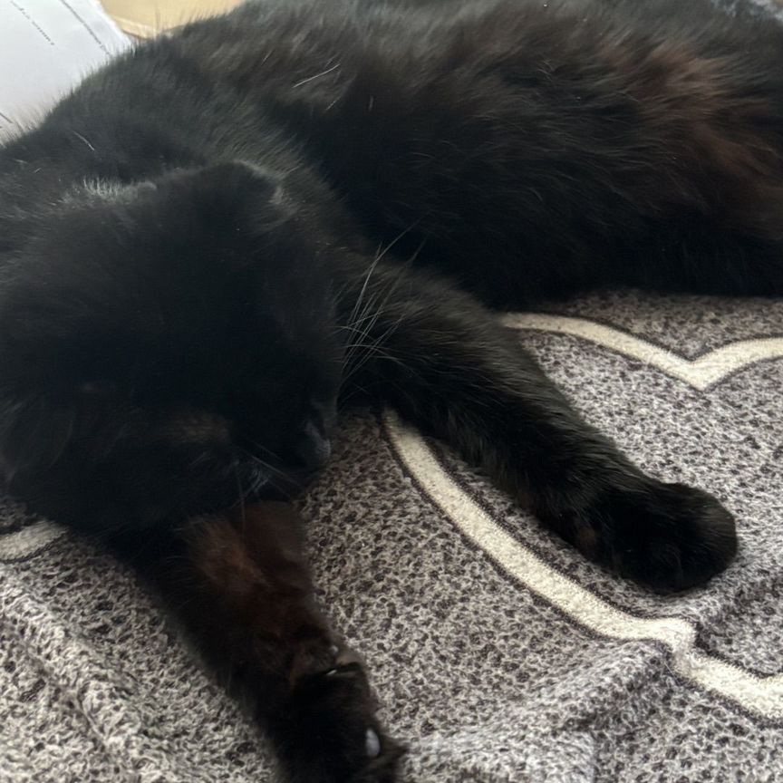 Котик бесплатный