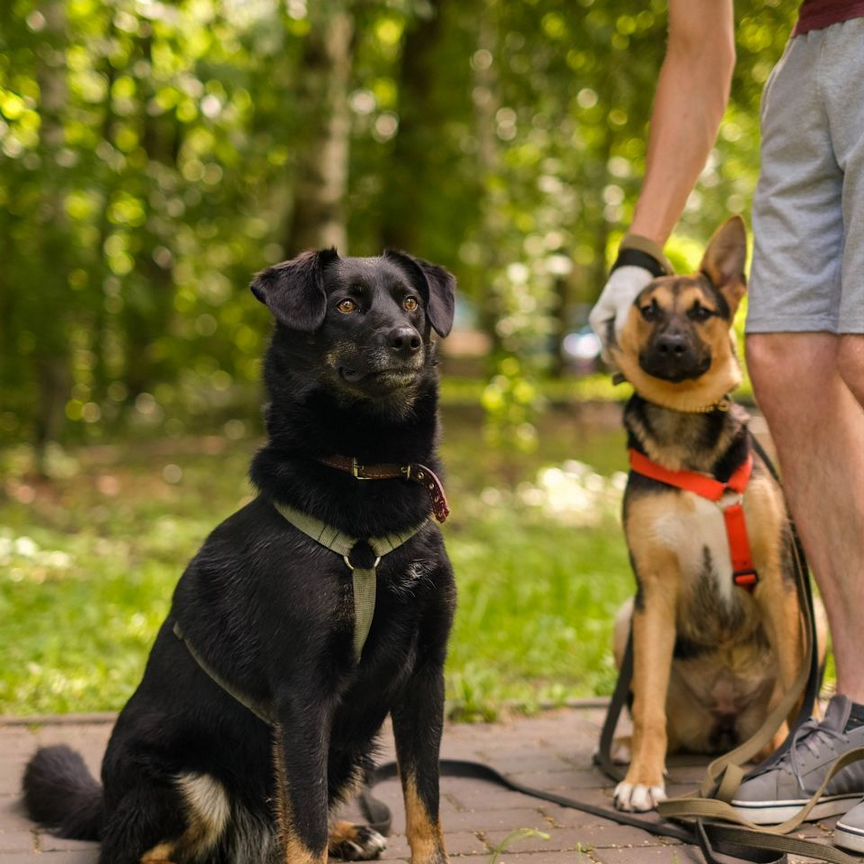 Черри из приюта