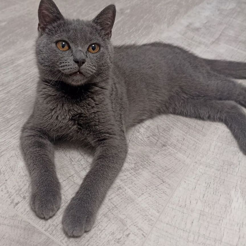 Котик 3,5 мес бесплатно
