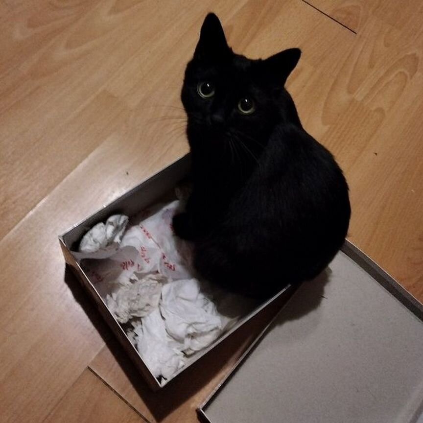 Шикарная кошечка Найси,метиска,1 годик,в дар