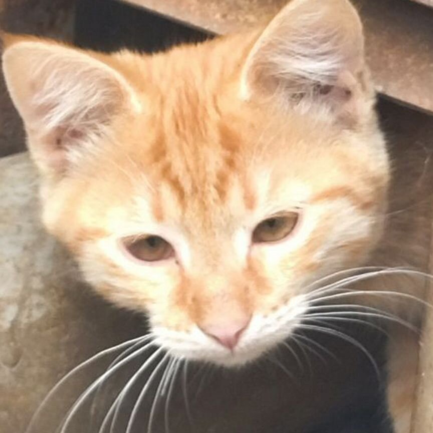 Котята с мамочкой