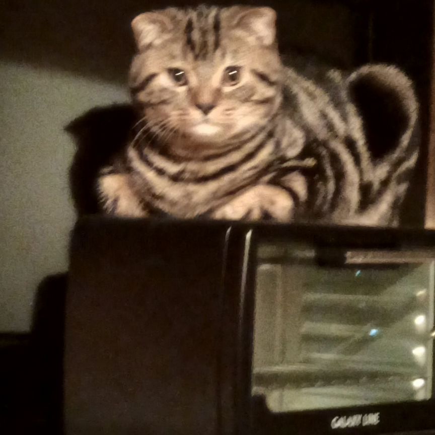 Котики