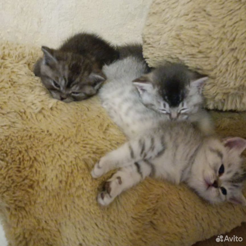 Британские котята
