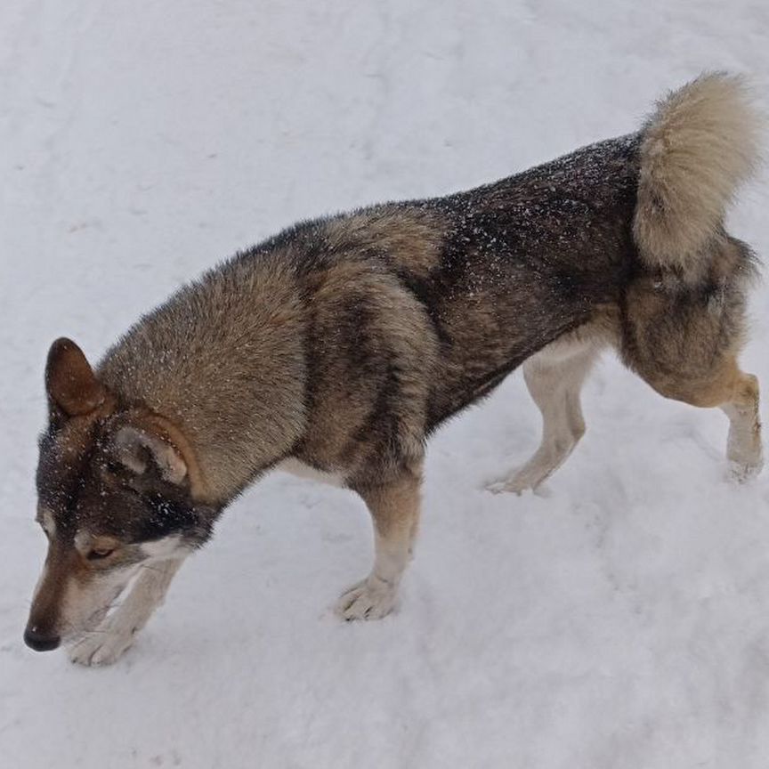 Западносибирская лайка, взрослый пёс