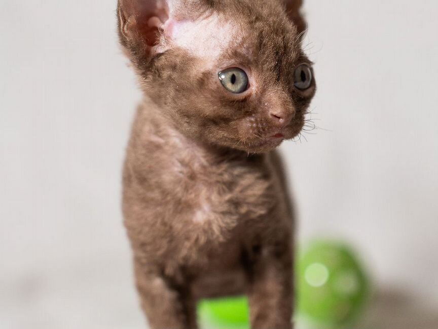 Девон-рекс девочка