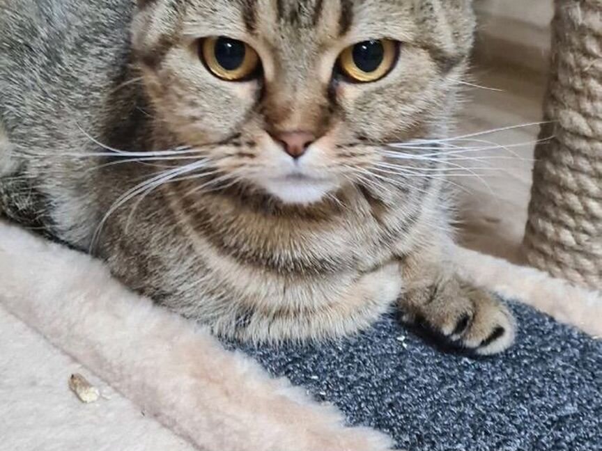 Вислоухая кошка