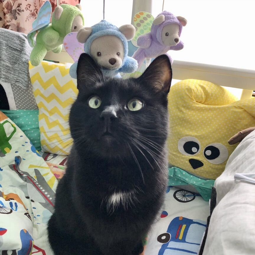 Кот Честор