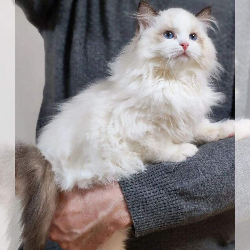 Рэгдолл котёнок