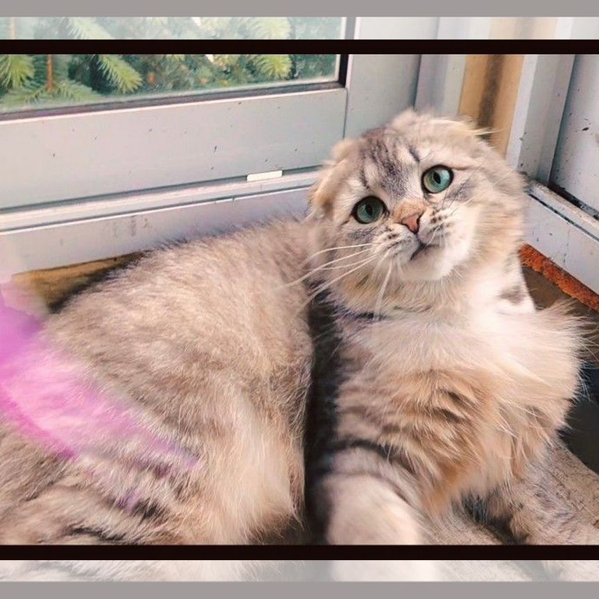 Шотландский вислоухий короткошёрстный котёнок