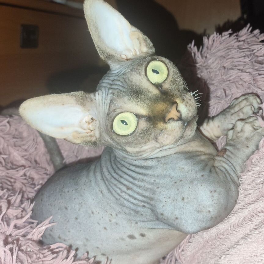 Бамбино сфинкс