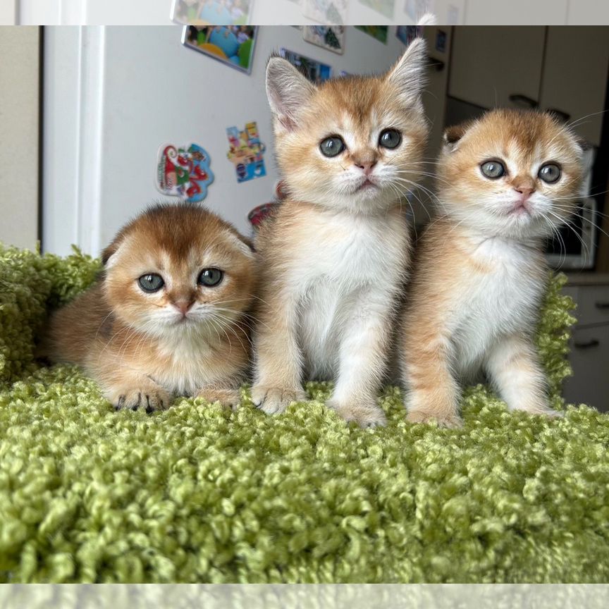 Резерв на котят