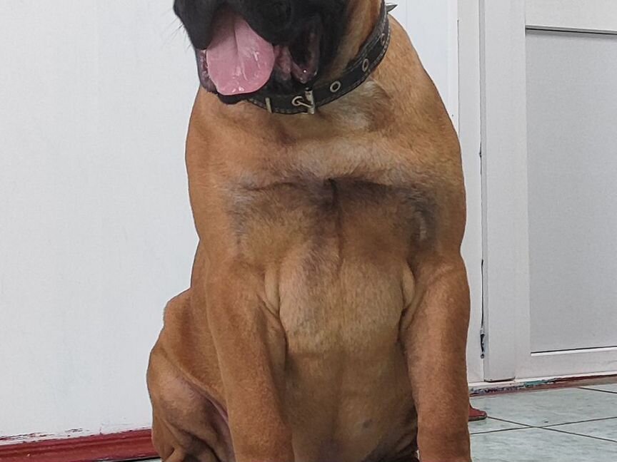 Щенки бульмастифа