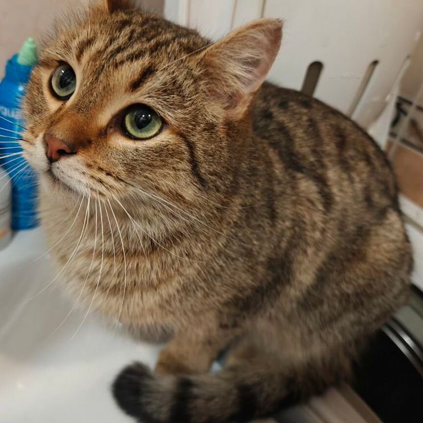 Взрослый кот от частного владельца