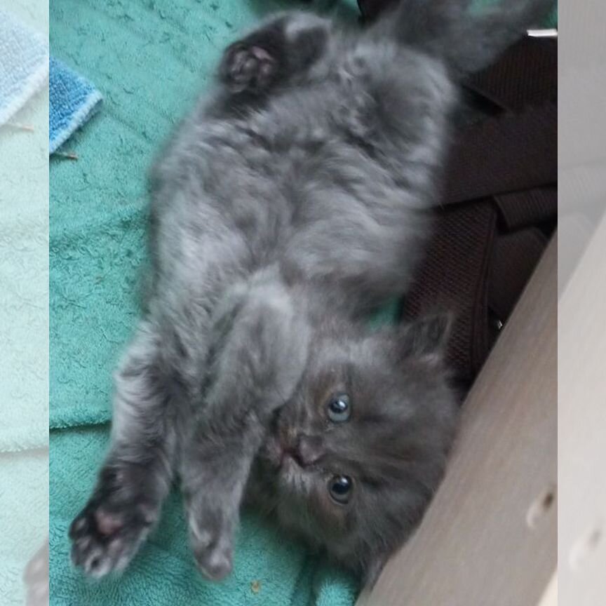 Британский котенок девочка