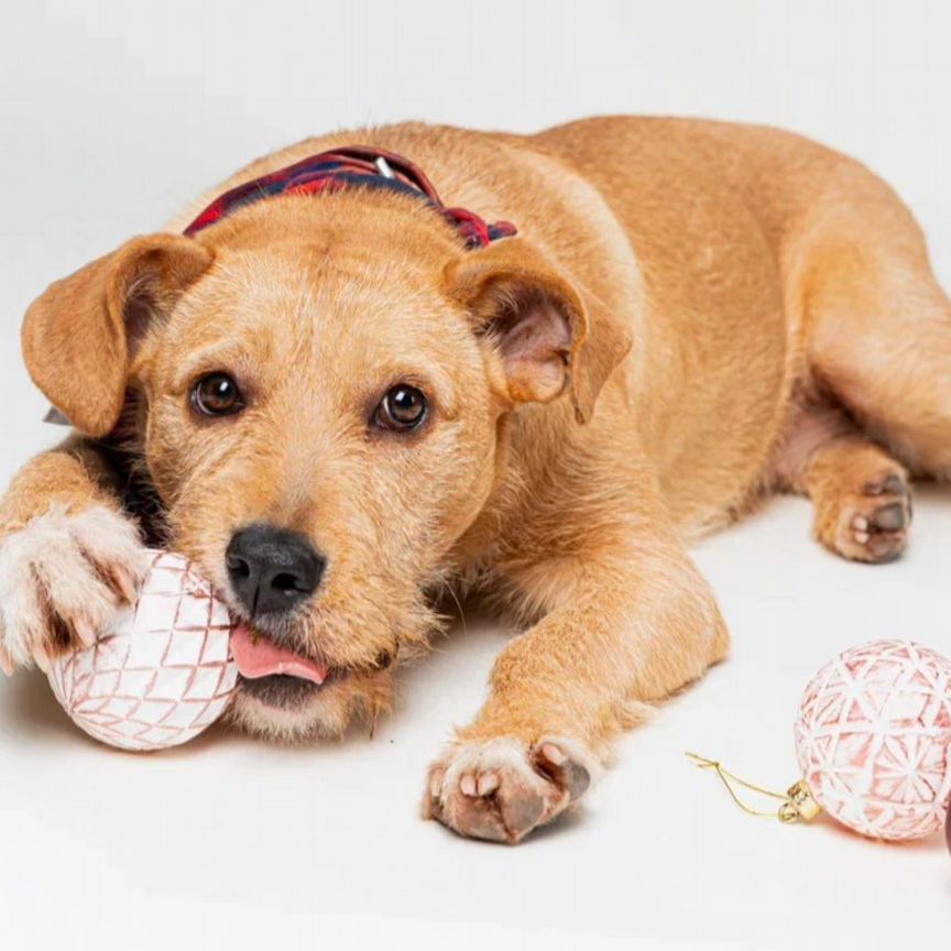 Взрослая собака в добрые руки