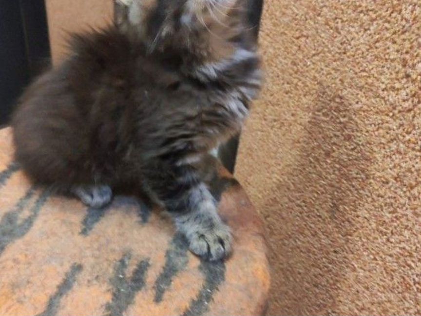 Маленькие рыси в твой дом