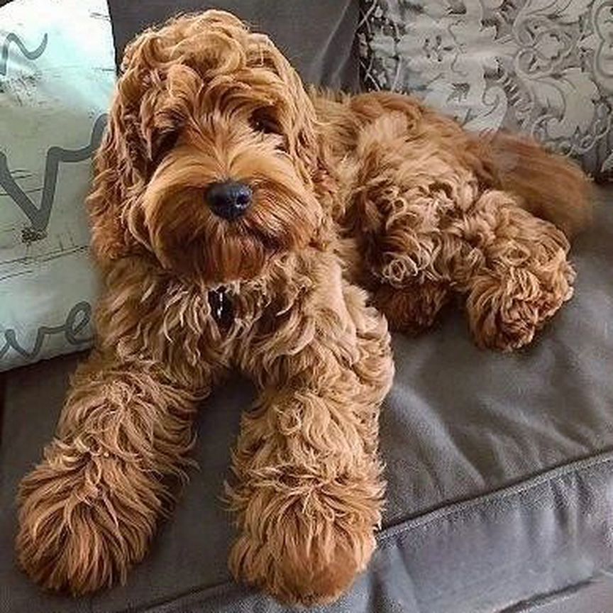 Кокапу, щенок