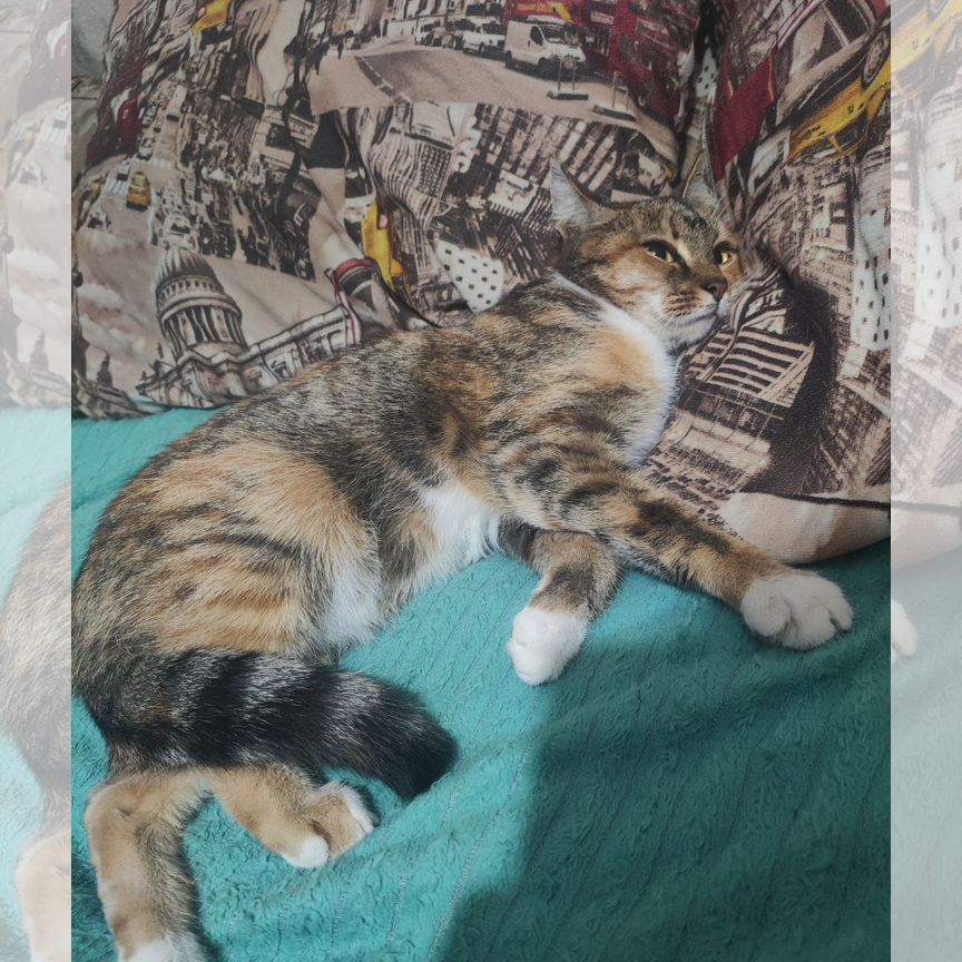 Кошка
